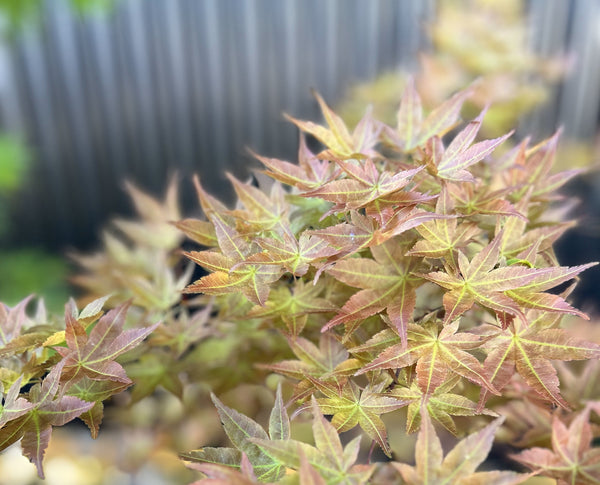 Japanese Maple 'Chishio' – Island Ornamentals
